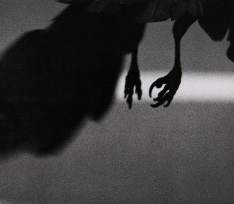 Yoko Wanibe – On This Date in Photography: by James Mcardle