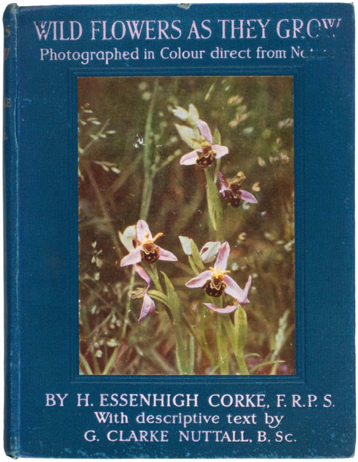 Henry Essenhigh Corke Wildflowers – On This Date in Photography: by ...